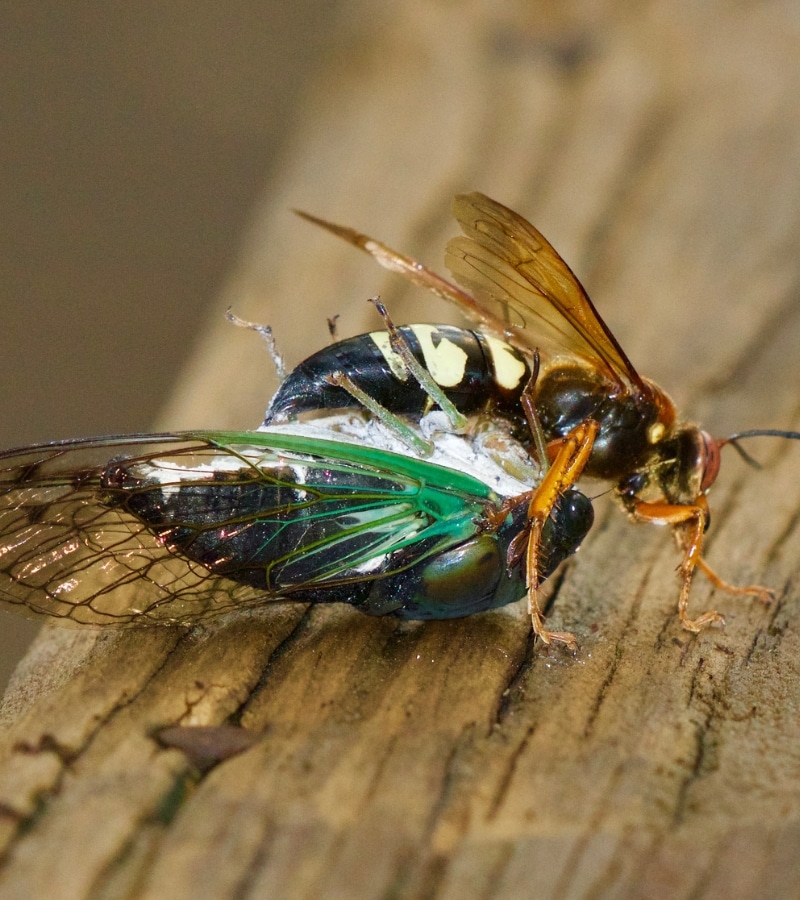 Cicada Killer Repellent: Top 5 Powerful Solutions 2025