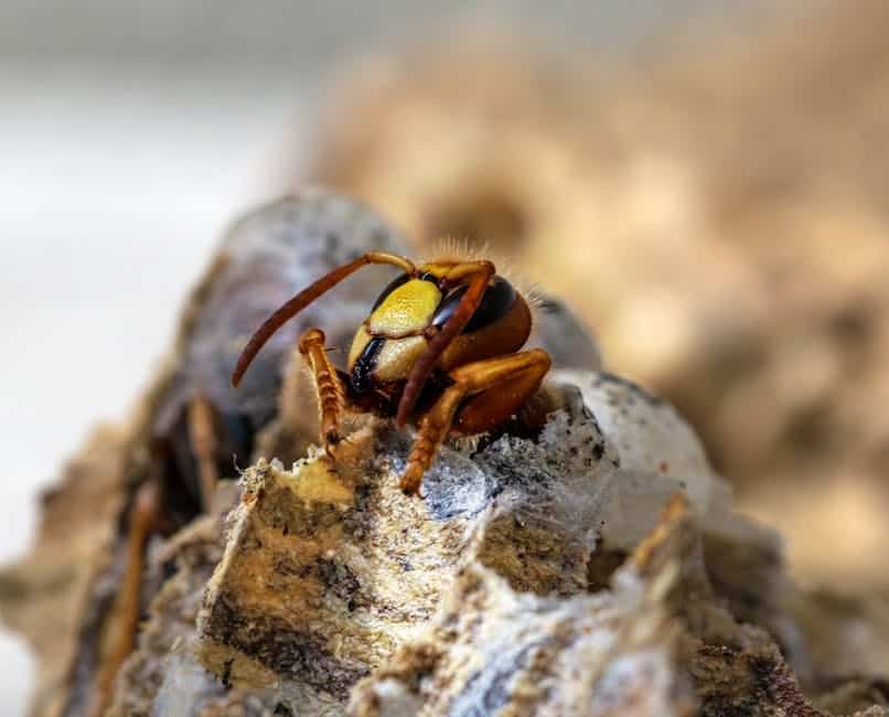 How to Remove Bald Faced Hornet Nest: 5 Proven Safe Ways 2025