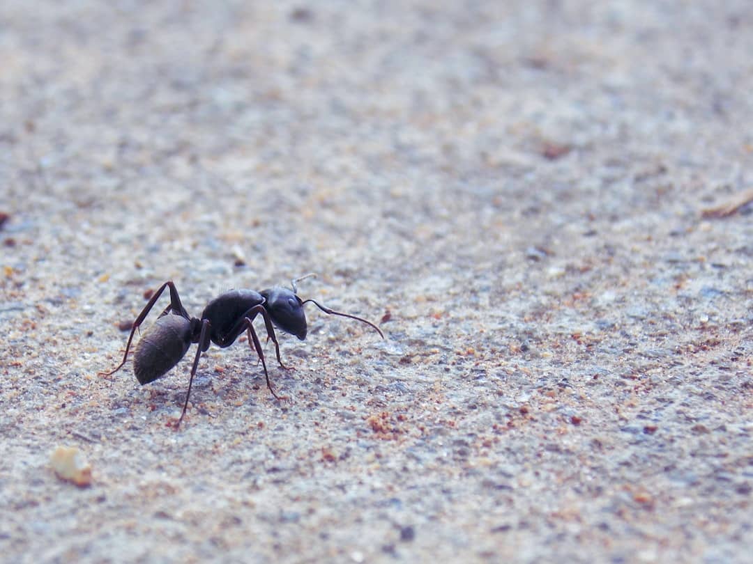 Ant Exterminator Prices 2025: Master Savings
